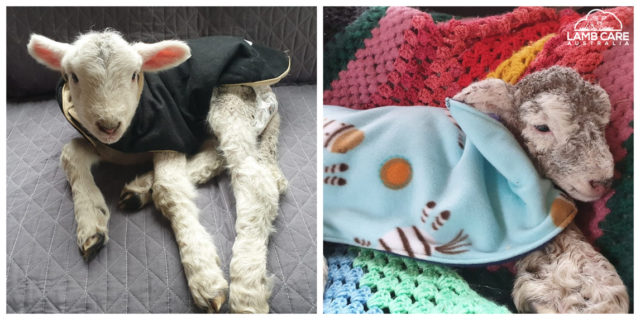 Meet our 2 new brothers - Alfie and Murray - Lamb Care Australia