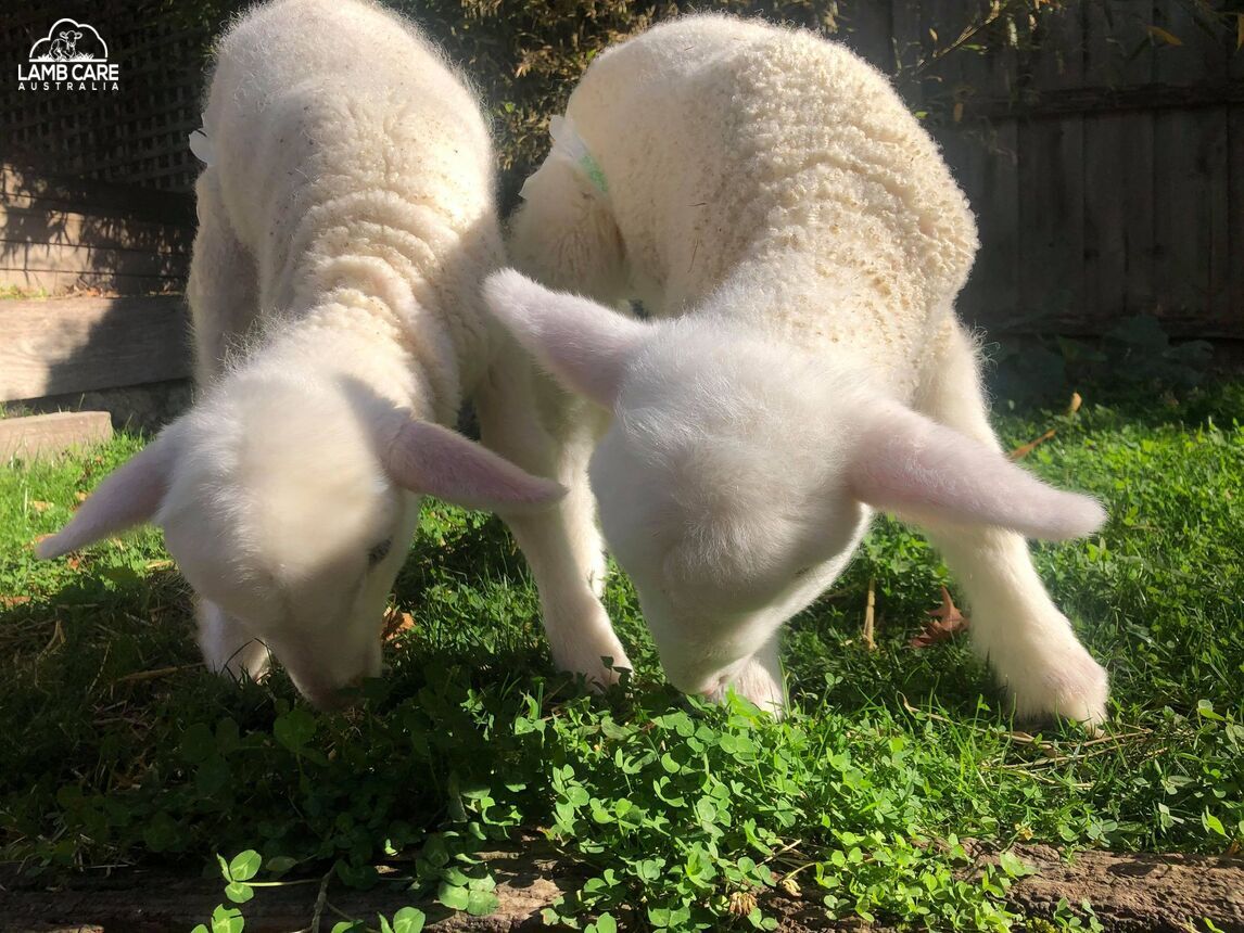 Sam, Casey and Elsie - Lamb Care Australia