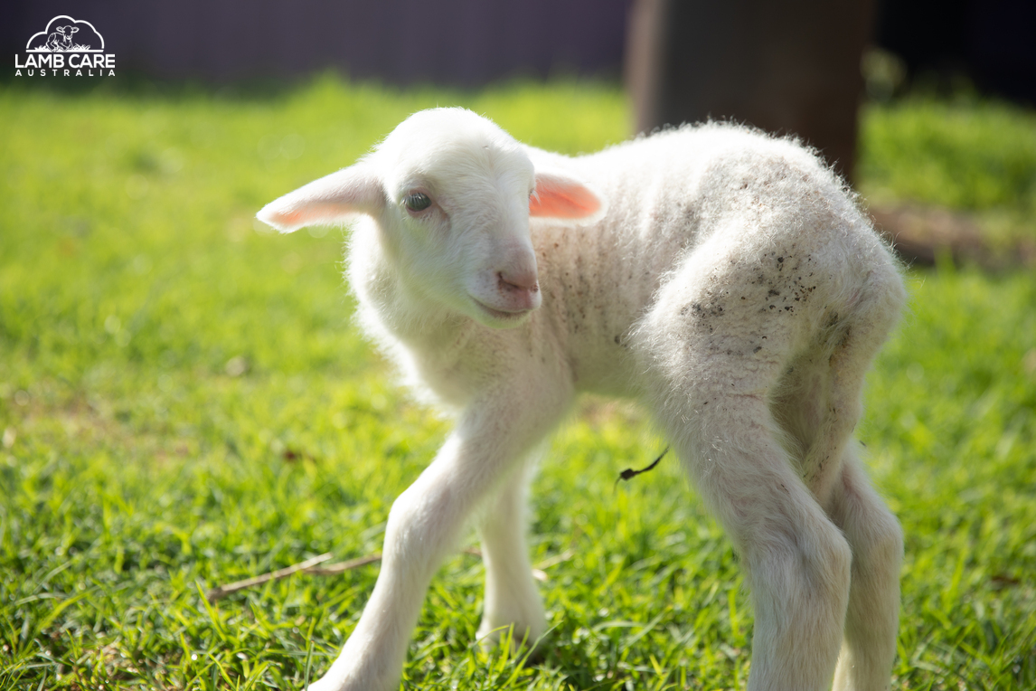 Remy and Freya - Lamb Care Australia