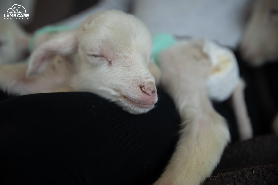 Remy and Freya - Lamb Care Australia