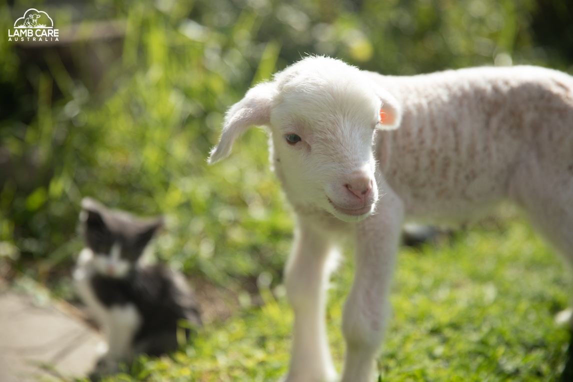 Remy and Freya - Lamb Care Australia