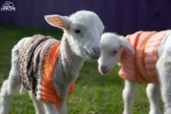 Remy and Freya - Lamb Care Australia