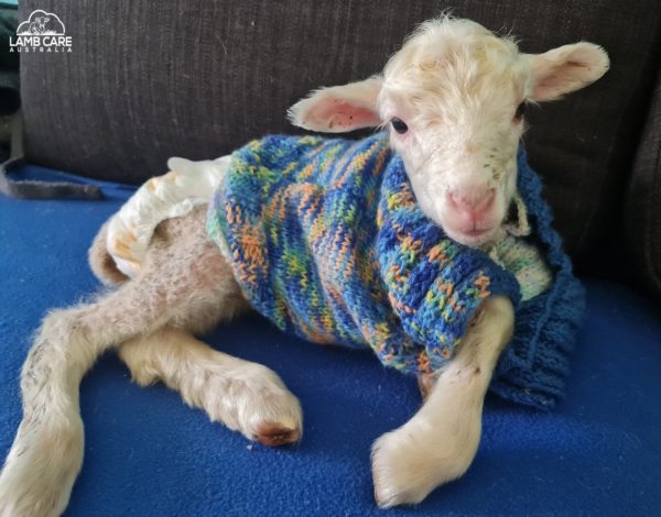 Remy and Freya - Lamb Care Australia