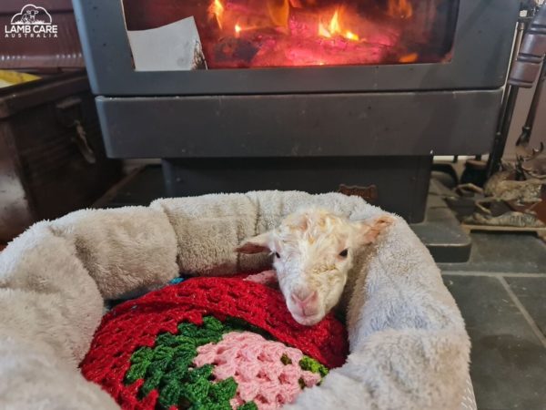 Remy and Freya - Lamb Care Australia