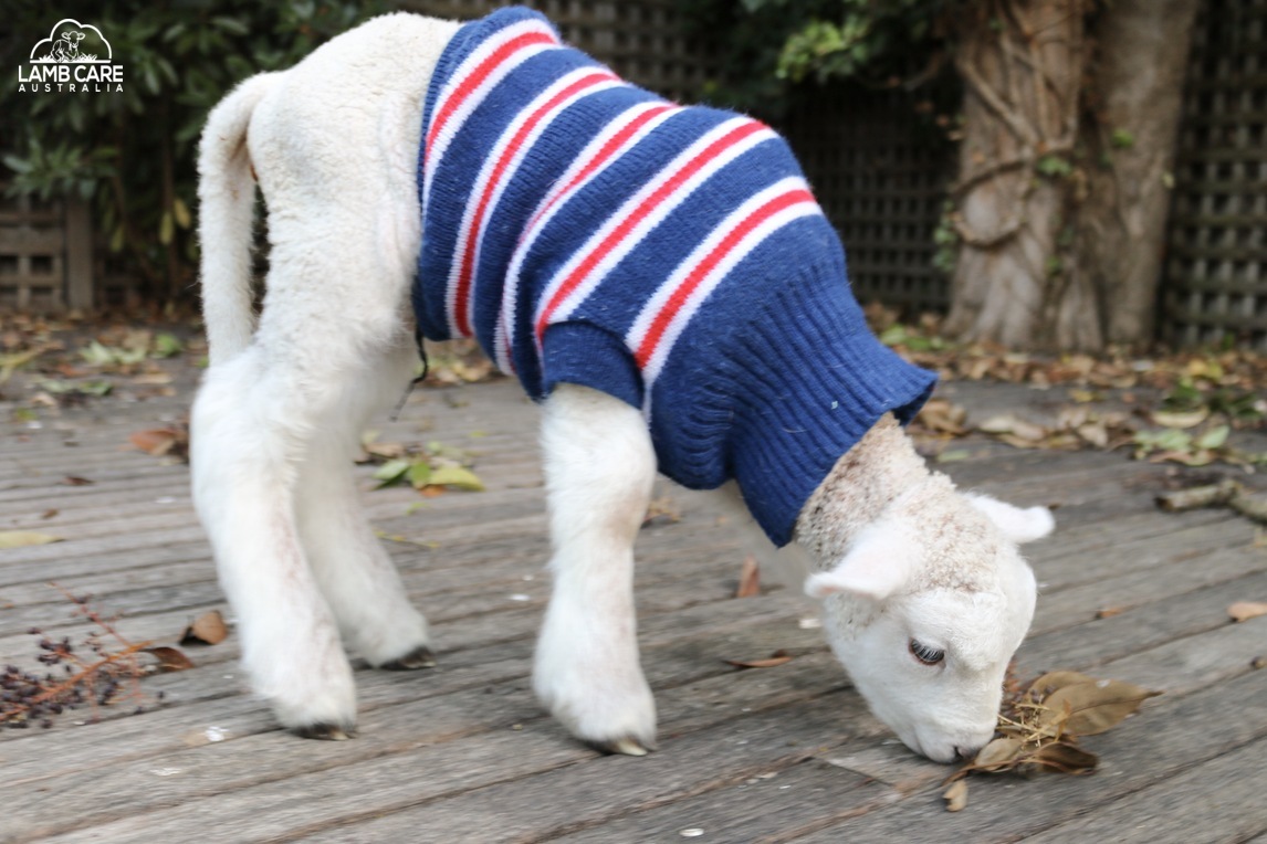 Sam, Casey and Elsie - Lamb Care Australia