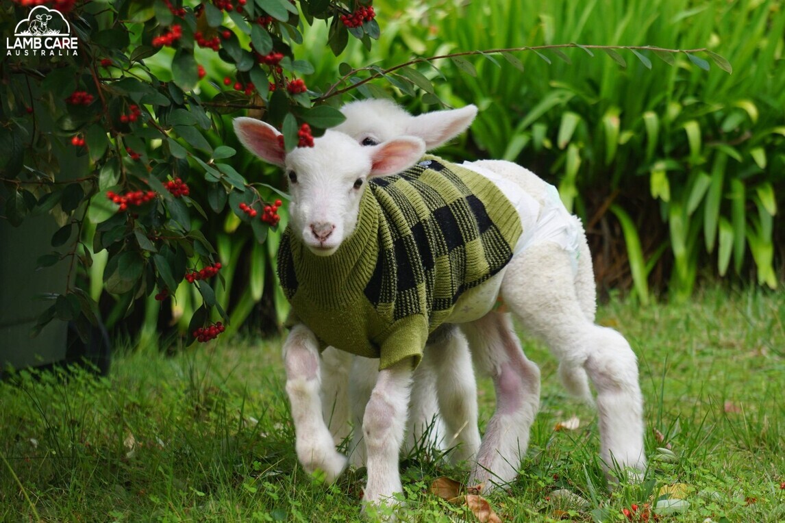 Sam, Casey and Elsie - Lamb Care Australia