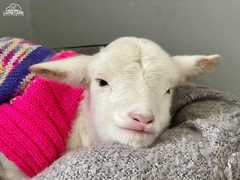 Sick Lamb Symptoms - Lamb Care Australia