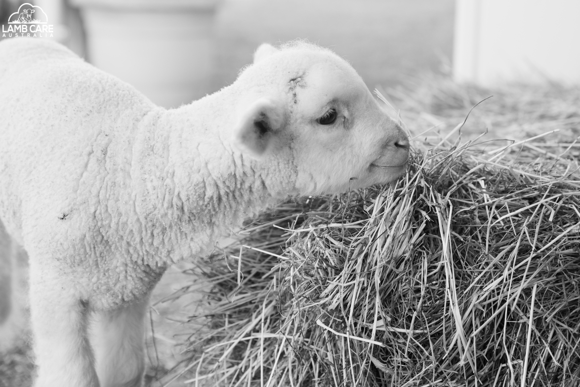 Star, Corrie and Tavish - Lamb Care Australia