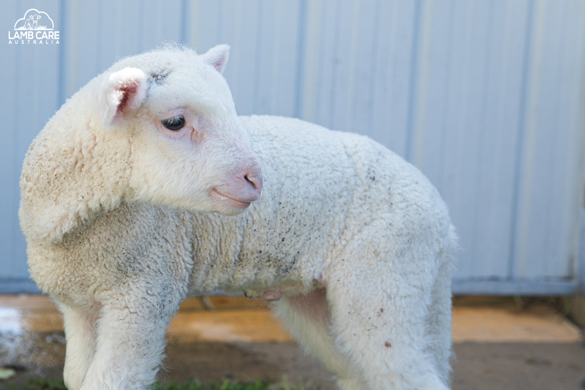 Star, Corrie and Tavish - Lamb Care Australia