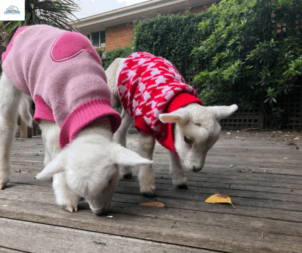 Sienna, Tot, Deacon and Carter - Lamb Care Australia