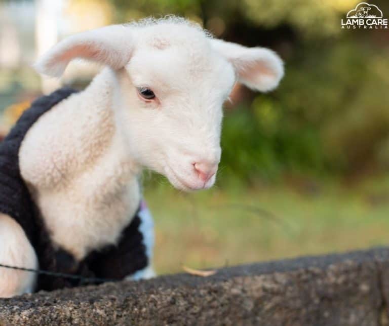 Scabby Mouth in Lambs - Lamb Care Australia
