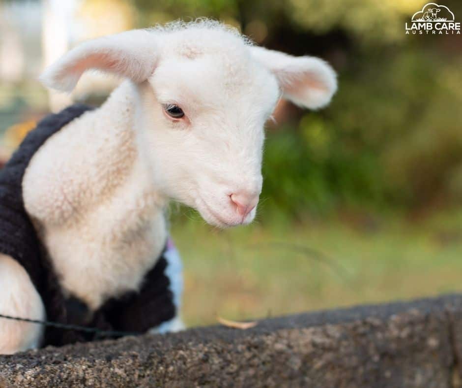 Scabby Mouth In Lambs Lamb Care Australia Scabby Mouth In Lambs Lamb Care Australia