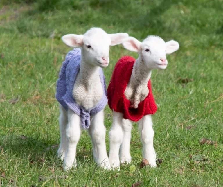 Joint Ill in Lambs - Lamb Care Australia