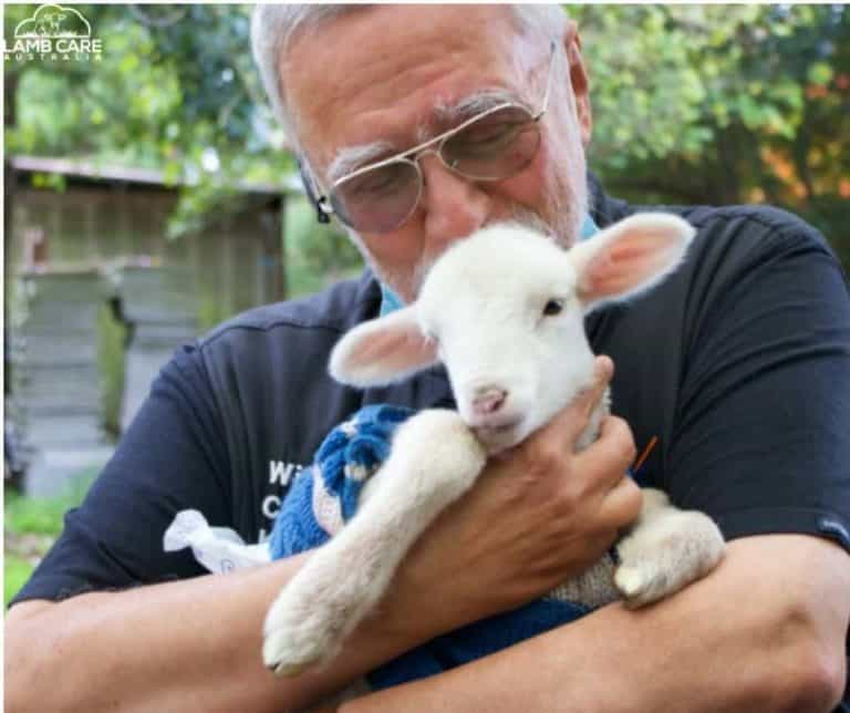 Lamb Care Australia