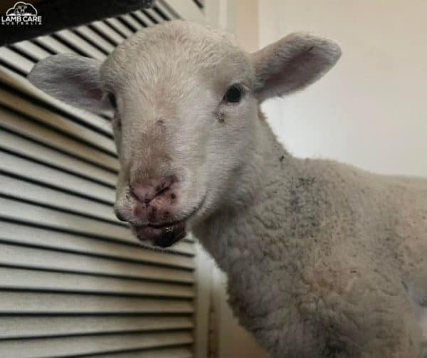 Scabby Mouth in Lambs - Lamb Care Australia