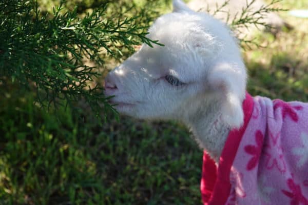 Toxic Poisoning - Lamb Care Australia