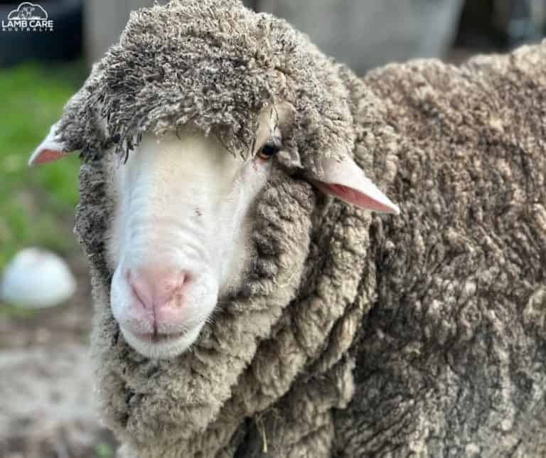 Sheep Archive - Lamb Care Australia