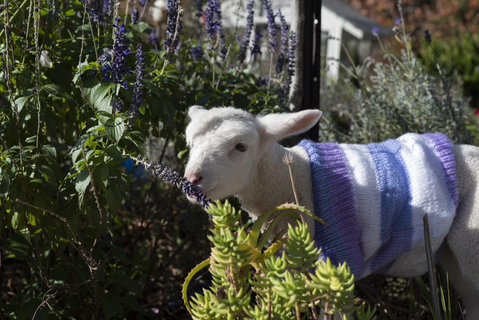 Adopt our Lambs - Lamb Care Australia