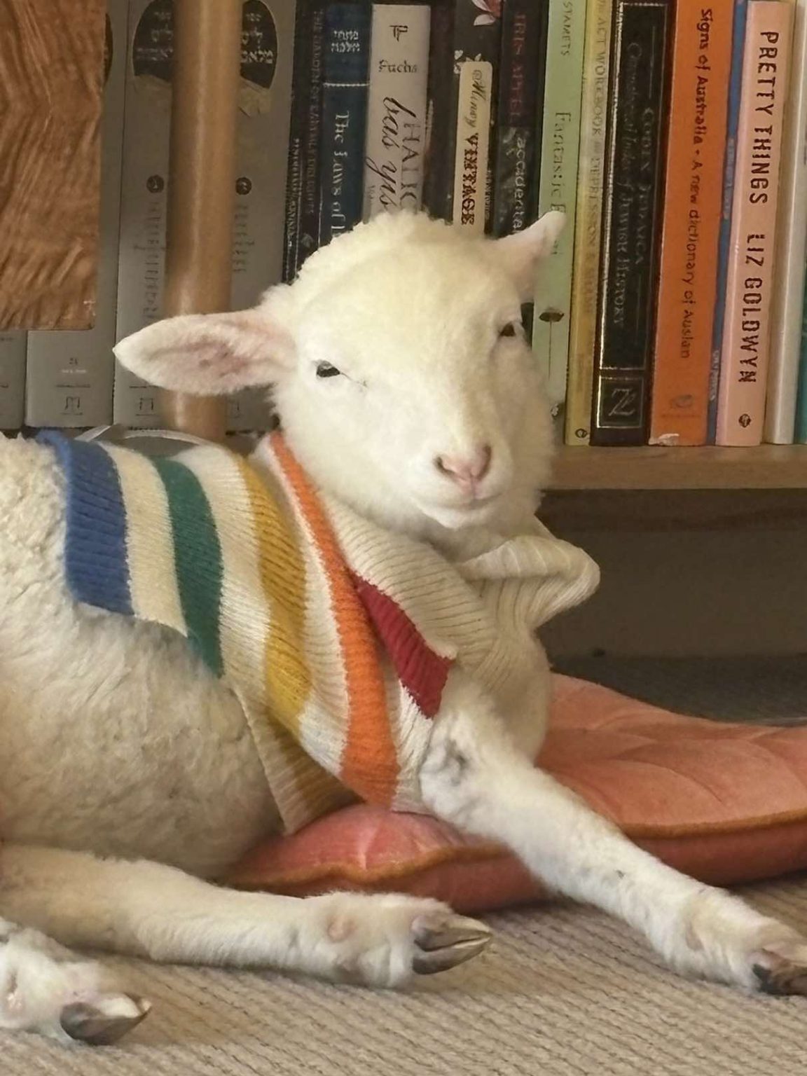 Adopt our Lambs - Lamb Care Australia