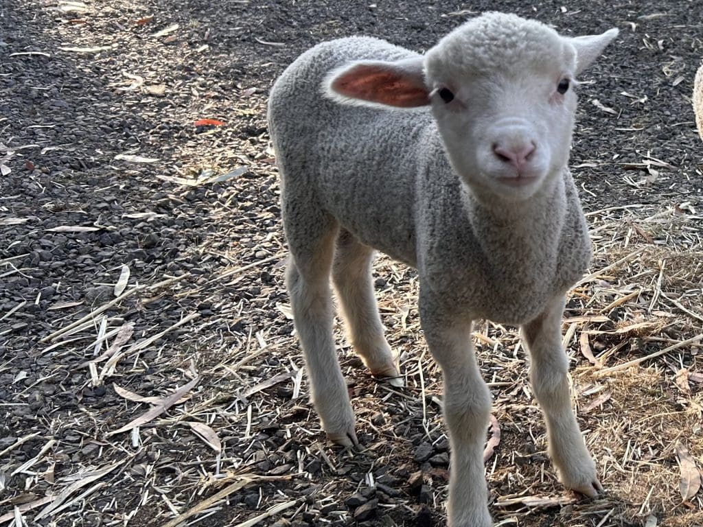 Amanda and Star - Lamb Care Australia